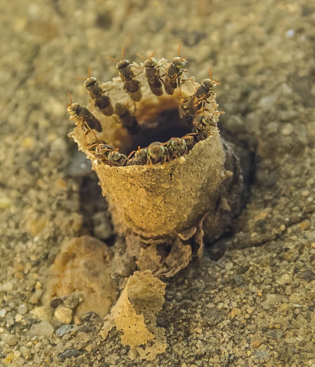 Abejas Urbanas de Medellín